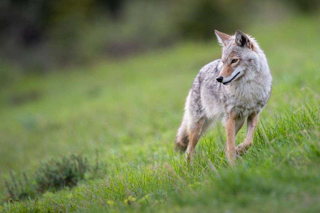 Coyotes in New York: Exploring Coyotes Expansion In NY States