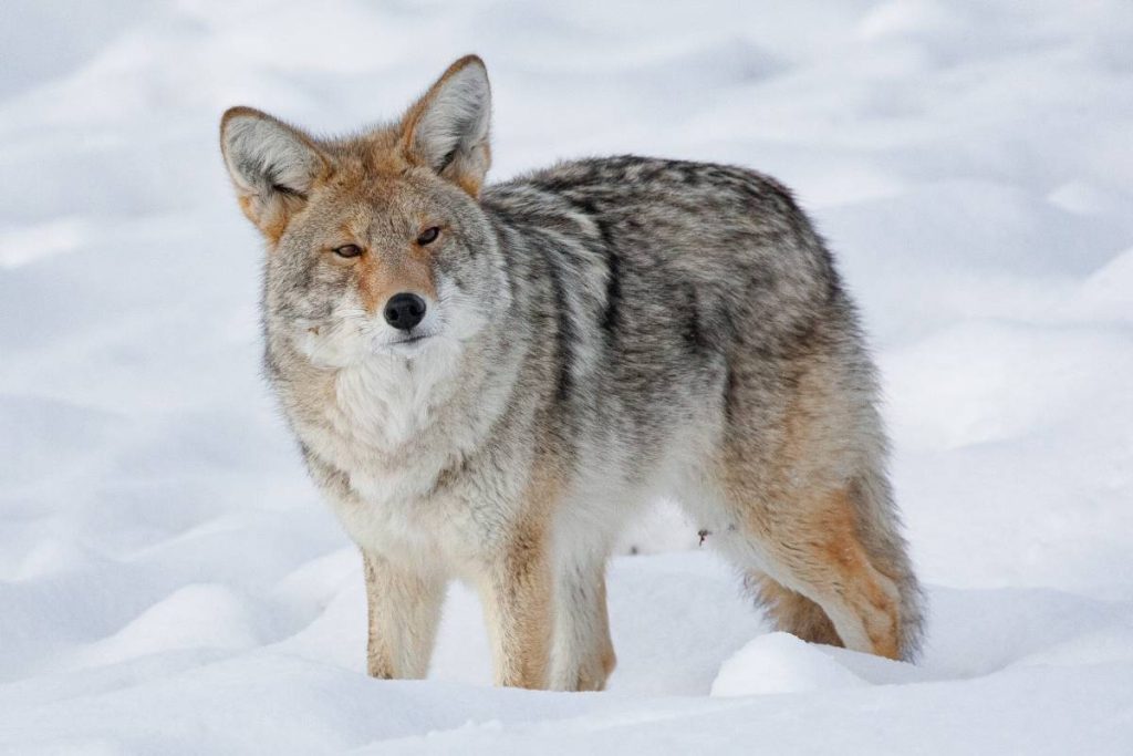 Coyote Adaptations from Desert To Urban Areas