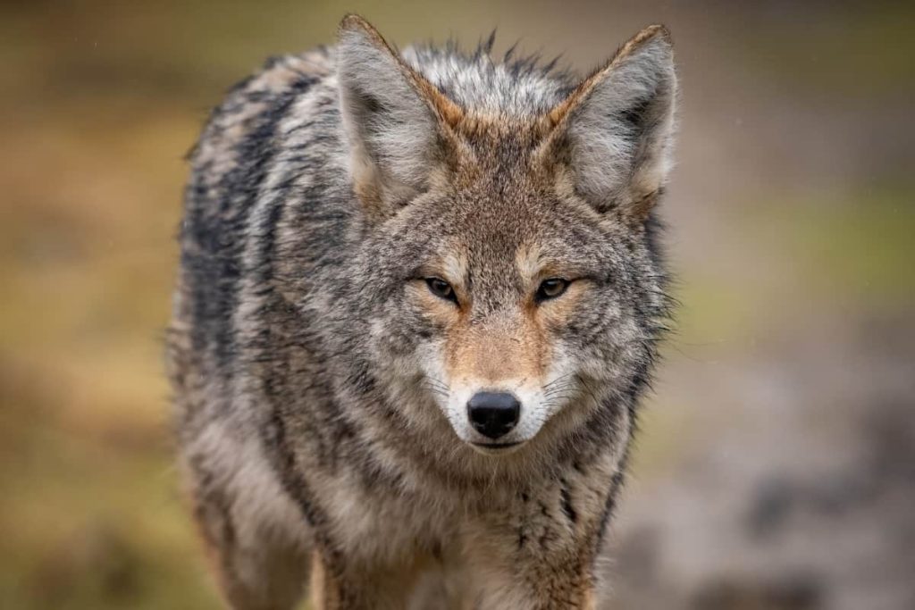What Colors Are Coyotes? - Coyote Colors (with Pictures)