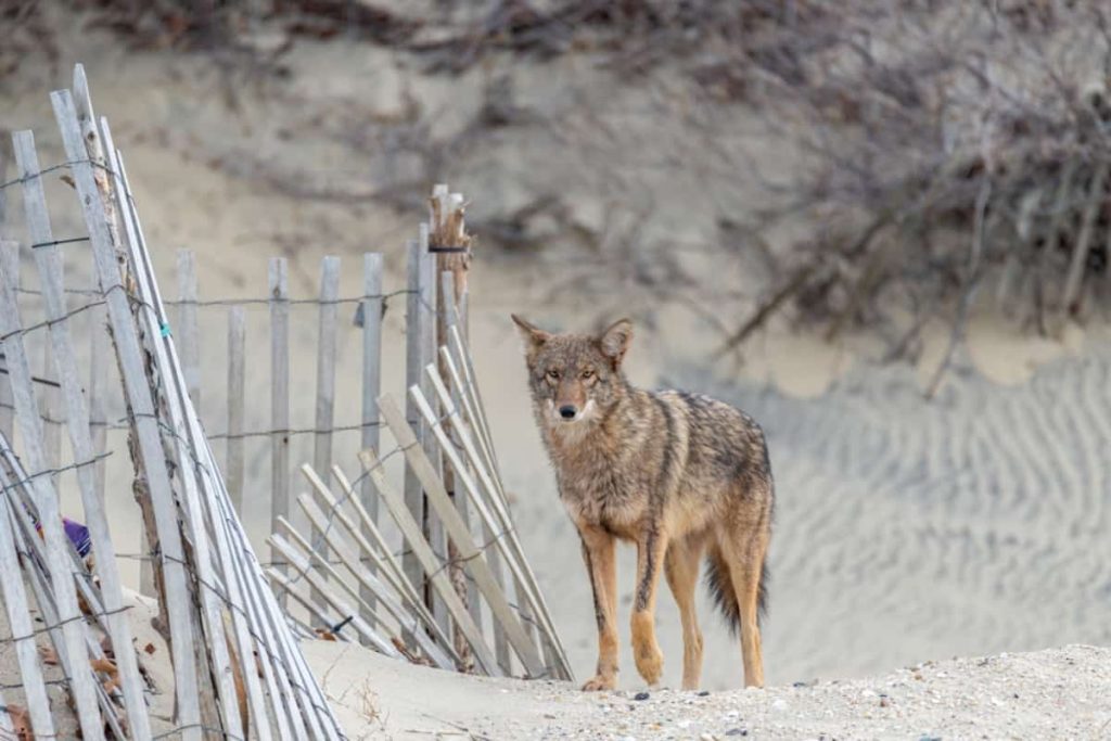 What Colors Are Coyotes? - Coyote Colors (with Pictures)