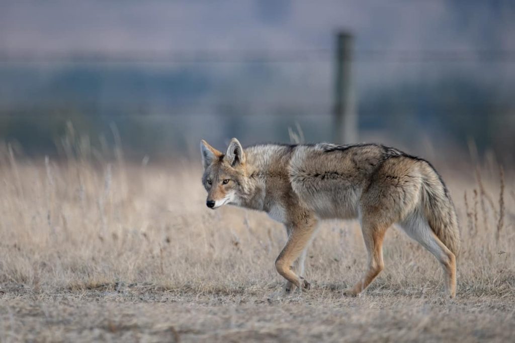 Coyotes in Maryland: Ecology, Coexistence, & Hunting
