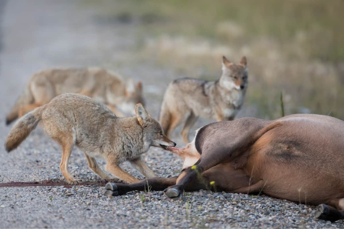 What do coyotes eat? Are They Carnivores or Omnivores?