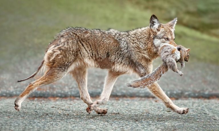 What do coyotes eat? Are They Carnivores or Omnivores?
