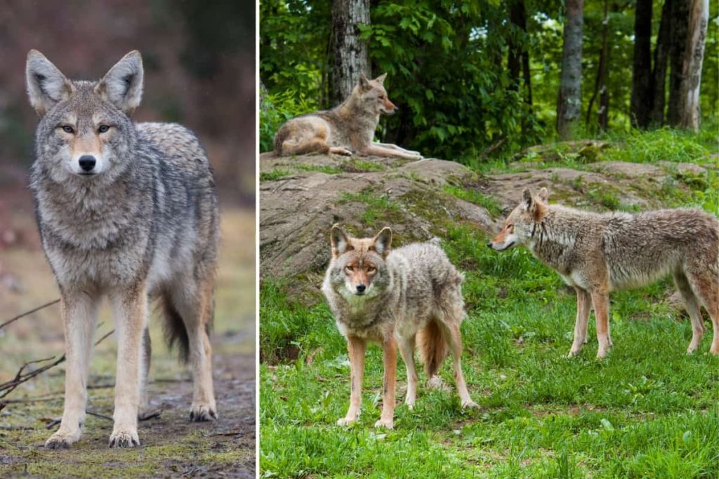 Coyote Adaptations from Desert To Urban Areas
