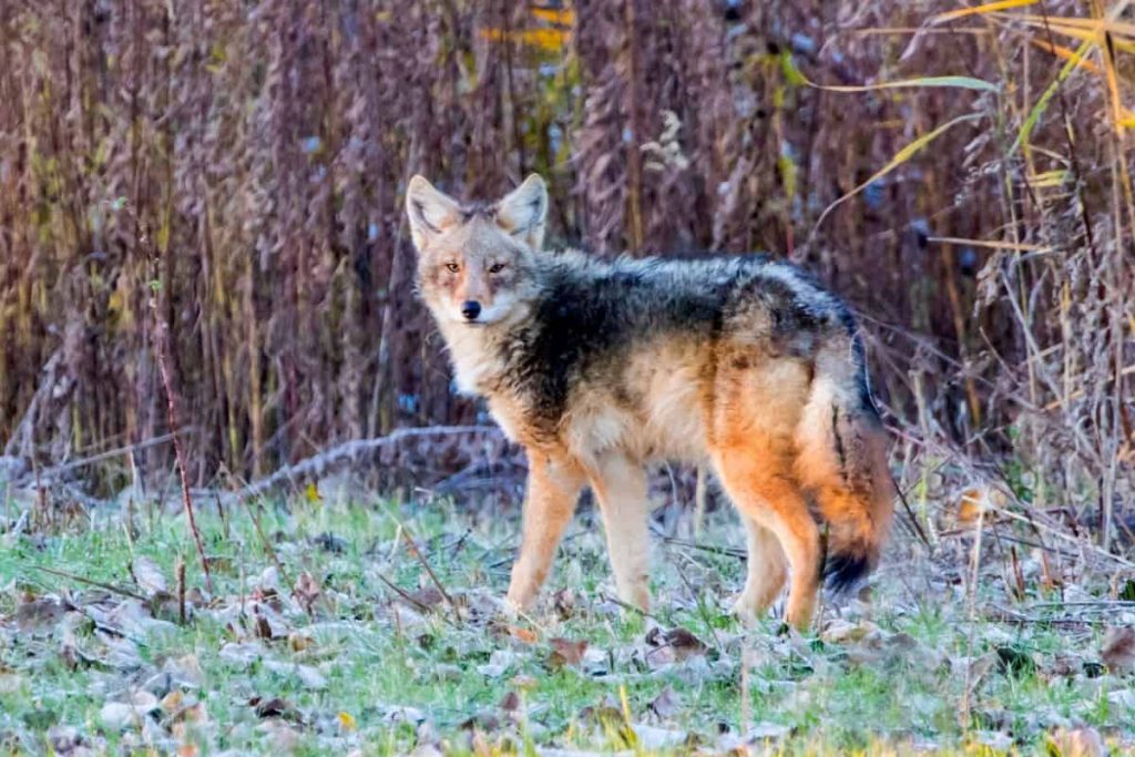 Coywolf Or Coyote-Wolf Hybrid [All You Need To Know]