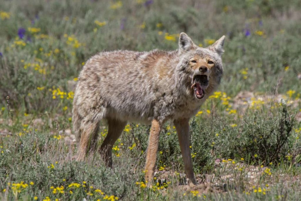 What do coyotes eat? Are They Carnivores or Omnivores?