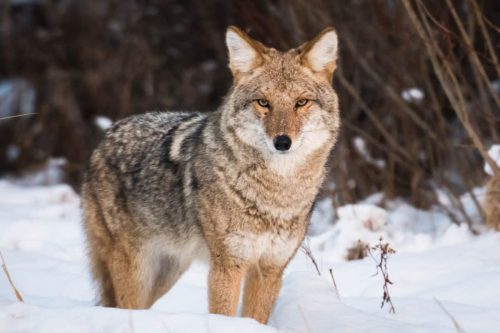 Coywolf Or Coyote-Wolf Hybrid [All You Need To Know]
