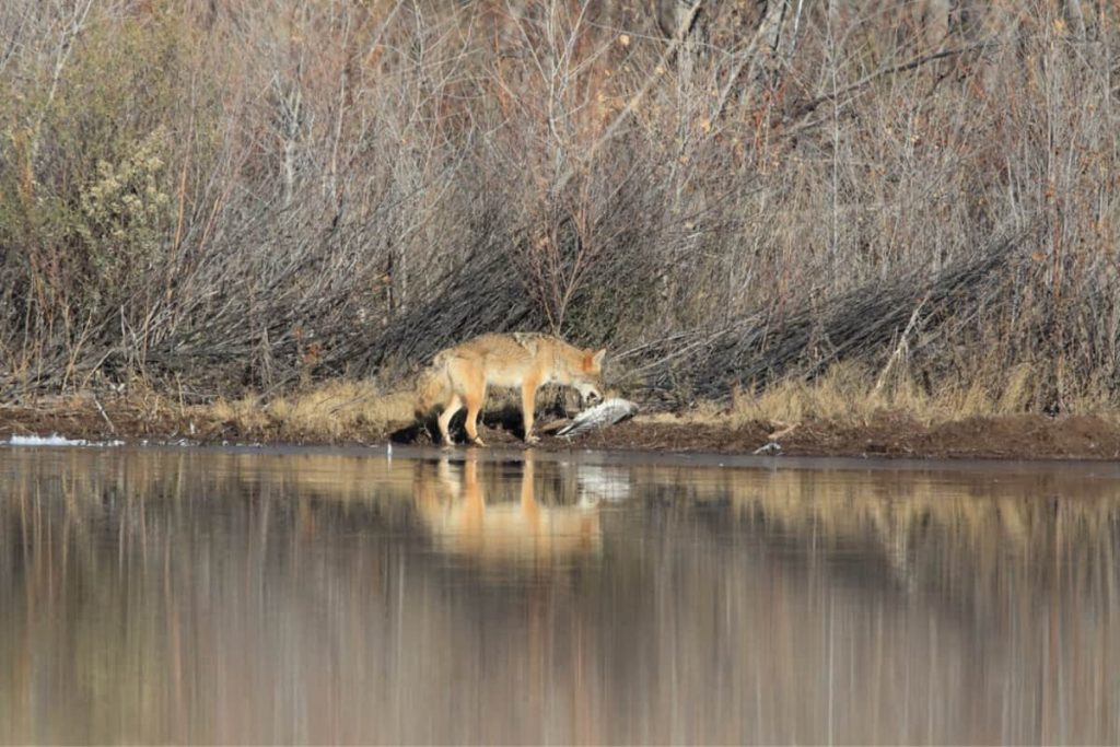 What do coyotes eat? Are They Carnivores or Omnivores?