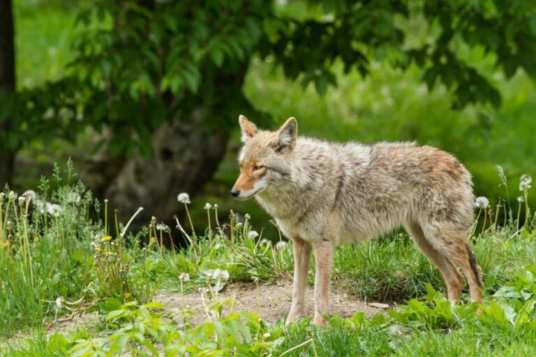 What Colors Are Coyotes? - Coyote Colors (with Pictures)