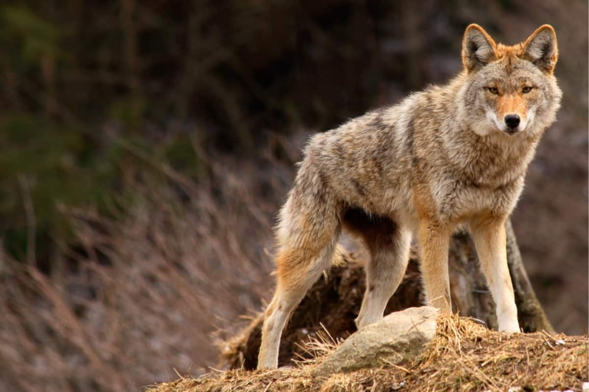 What Eats Coyotes? Exploring The Top Coyote Predators
