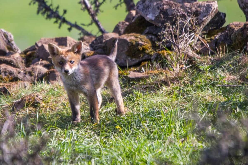 Coyote Pups: Exploring Baby Coyote Secrets