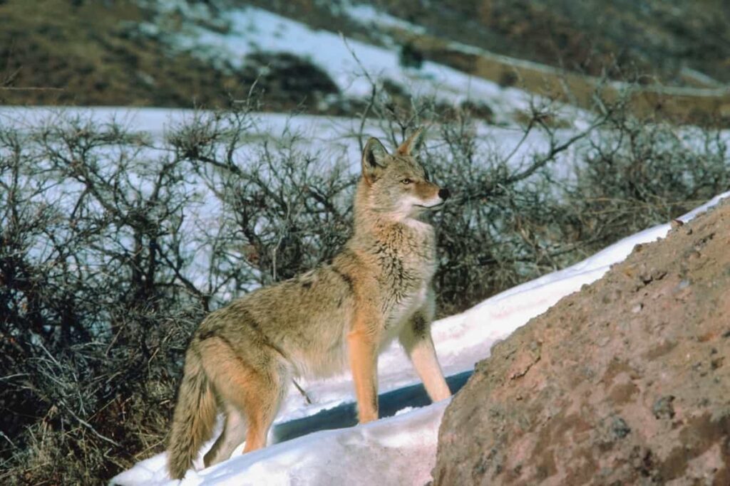 Coyotes in Kansas Suburbia: Understanding Their Presence