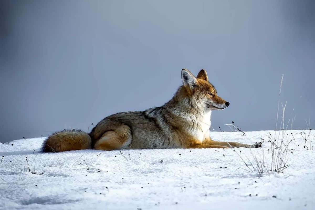 Types Of Coyotes: Exploring The Different Coyote Species