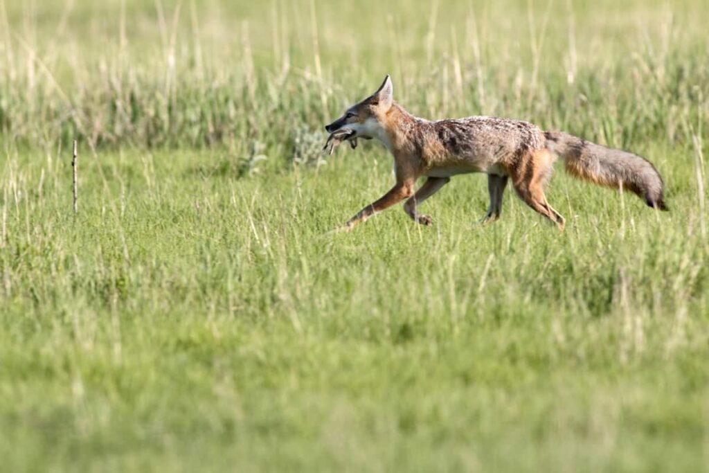 How fast can a coyote run? - Breaking Down Speed Limits