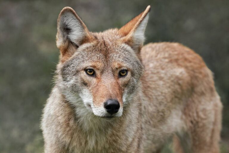 Types Of Coyotes: Exploring The Different Coyote Species