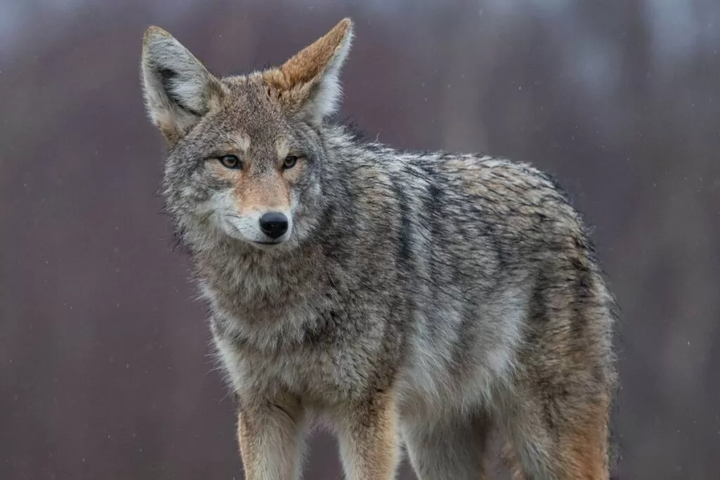 Types Of Coyotes: Exploring The Different Coyote Species