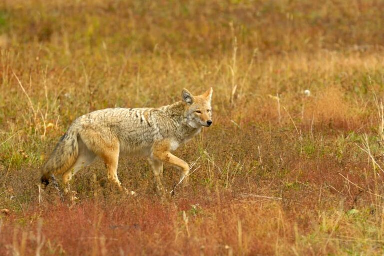 Types Of Coyotes: Exploring The Different Coyote Species