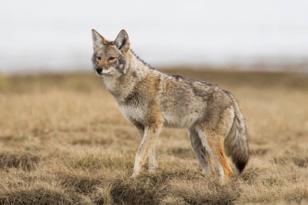 Coyotes in South Carolina: All you need to Know!
