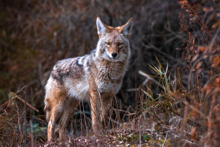 Types Of Coyotes: Exploring The Different Coyote Species