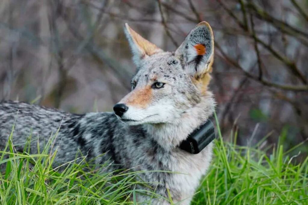 How fast can a coyote run? - Breaking Down Speed Limits