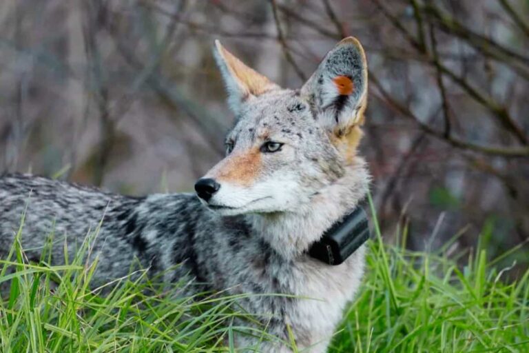 How fast can a coyote run? - Breaking Down Speed Limits