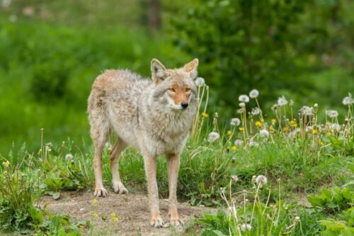 Coyotes In Virginia: History, Ecology & Hunting Regulations
