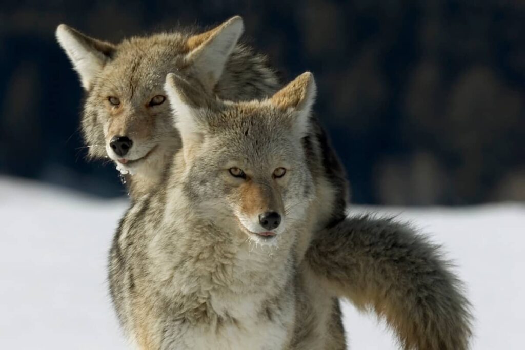 Coyote Mating Season: When, Whys, And Hows Of Breeding