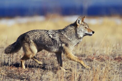 How fast can a coyote run? - Breaking Down Speed Limits