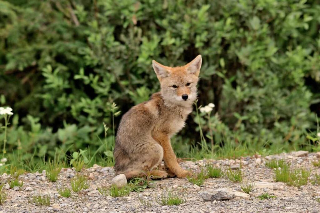 Coyote Pups: Exploring Baby Coyote Secrets