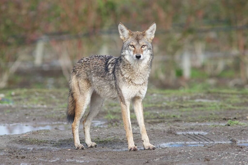 What Colors Are Coyotes? - Coyote Colors (with Pictures)