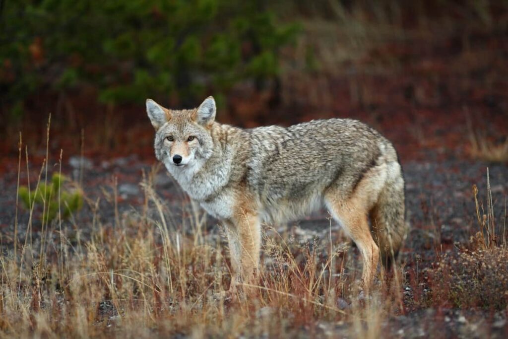 What Colors Are Coyotes? - Coyote Colors (with Pictures)