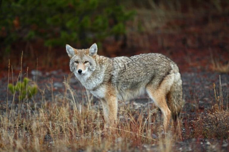 What Colors Are Coyotes? - Coyote Colors (with Pictures)