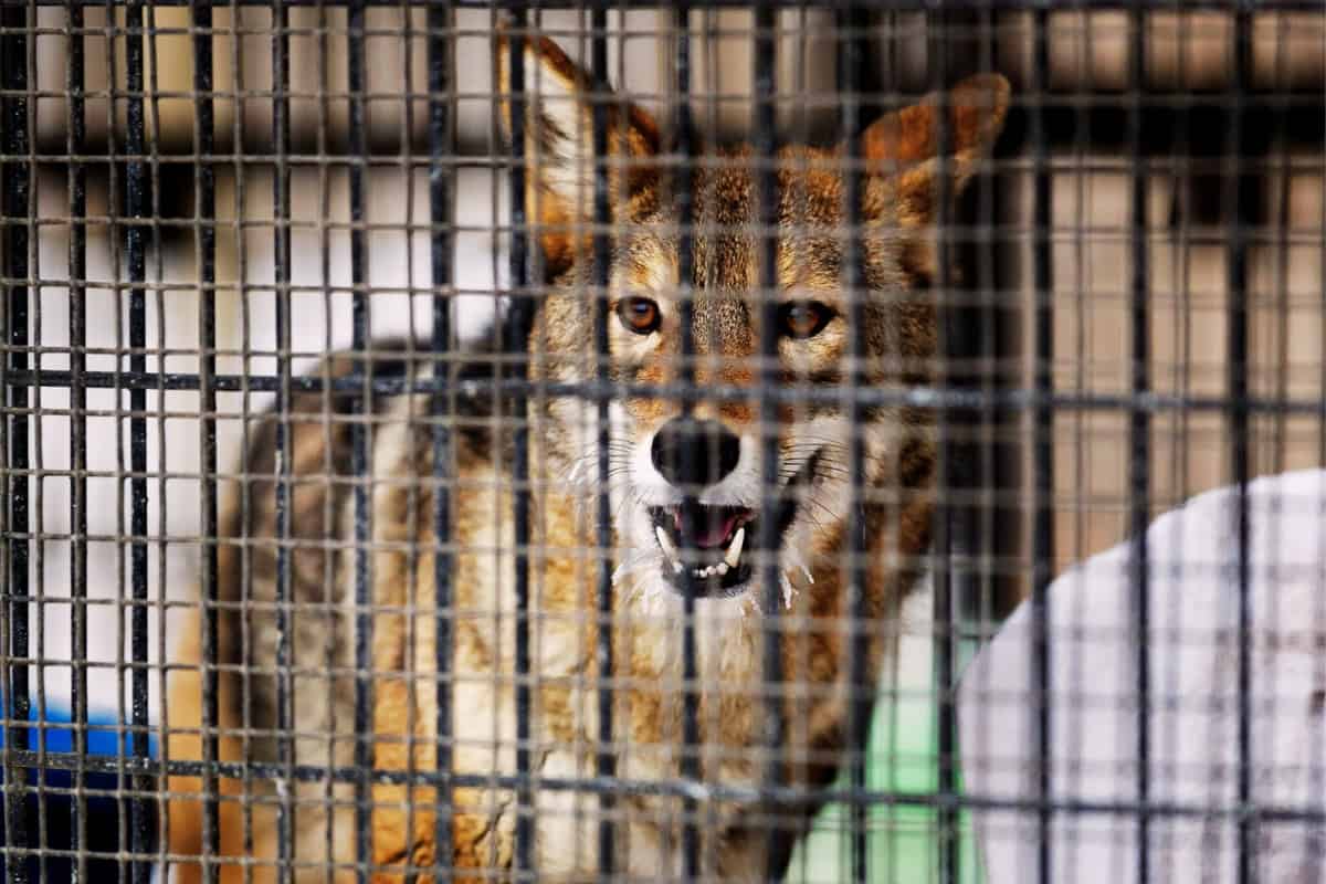 Gray Fox vs Coyote: Understanding the Key Differences