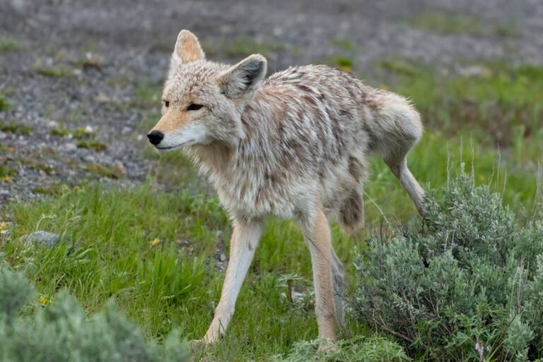 What Colors Are Coyotes? - Coyote Colors (with Pictures)