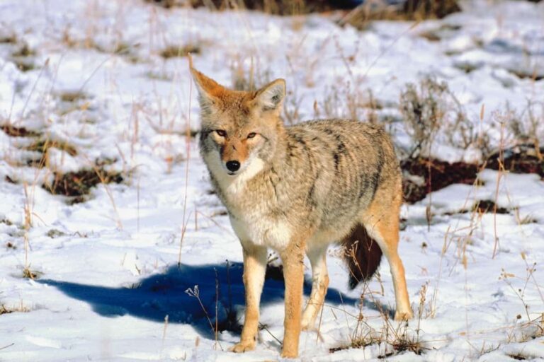 What Colors Are Coyotes? - Coyote Colors (with Pictures)