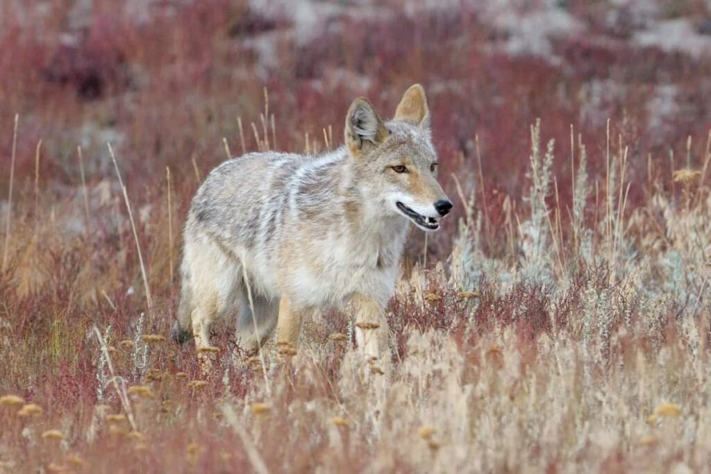 Coyotes in South Carolina: All you need to Know!