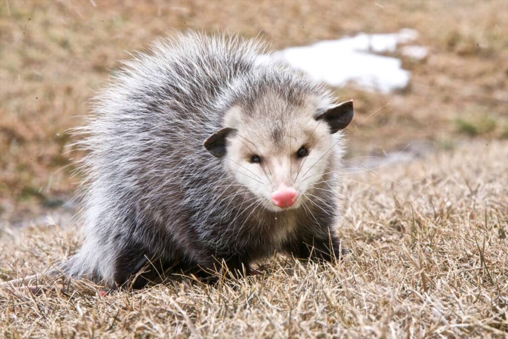 Where Do Opossums Live? [Nests, Habitat & Geography]