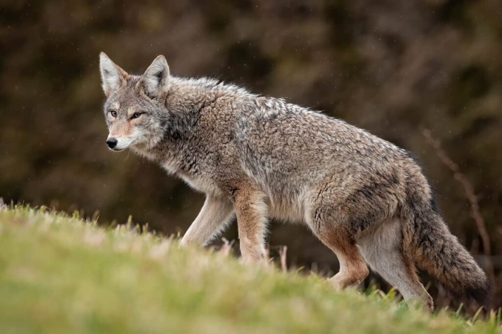 Coyotes in South Carolina: All you need to Know!