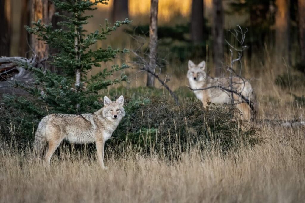 Coyotes in South Carolina: All you need to Know!
