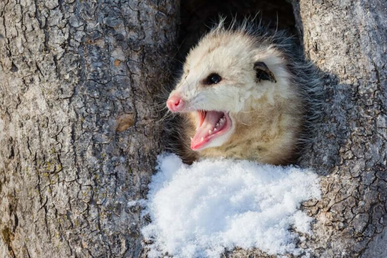 Where Do Opossums Live? [Nests, Habitat & Geography]