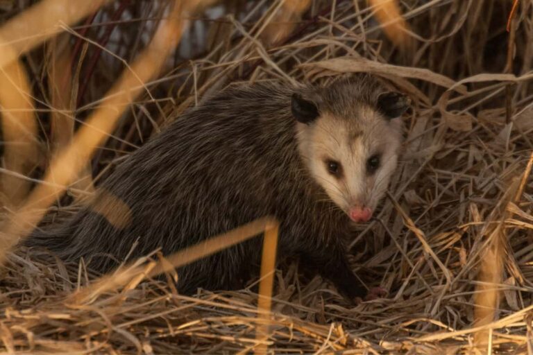 Where Do Opossums Live? [Nests, Habitat & Geography]
