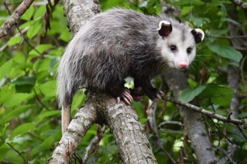 Where Do Opossums Live? [Nests, Habitat & Geography]