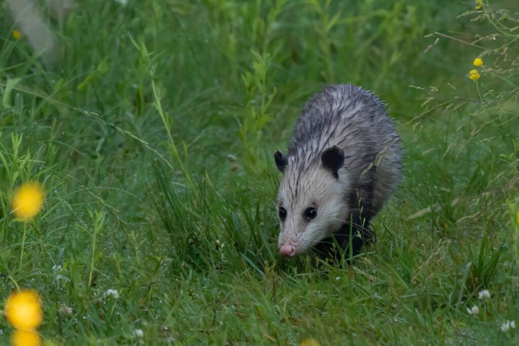 Where Do Opossums Live? [Nests, Habitat & Geography]