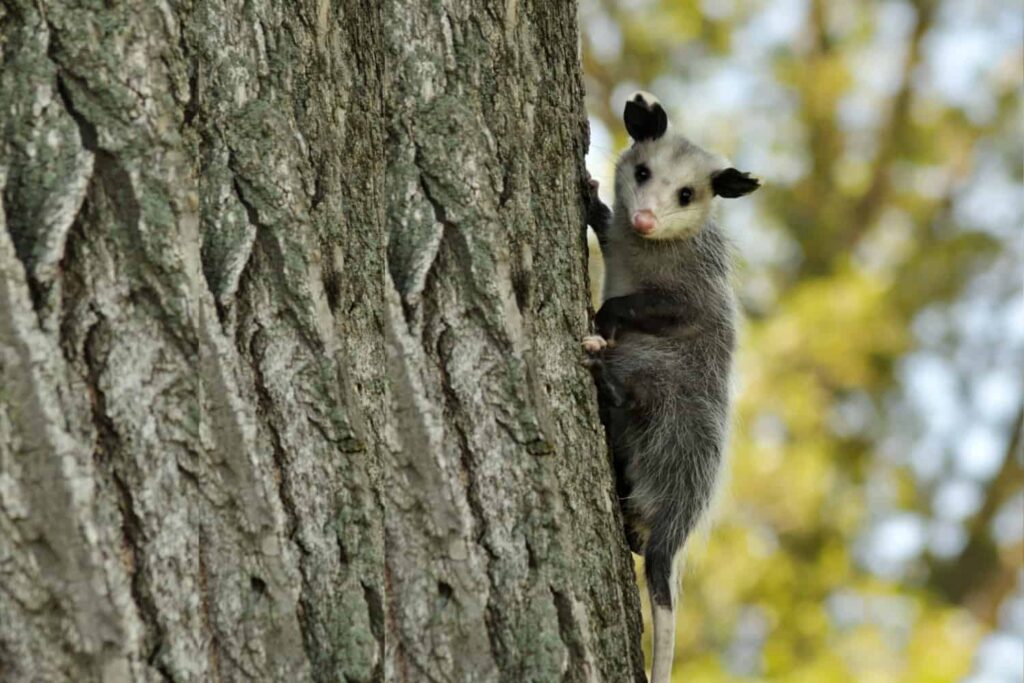 Do Opossums Climb Trees: Unveiling Arboreal Abilities of opossum