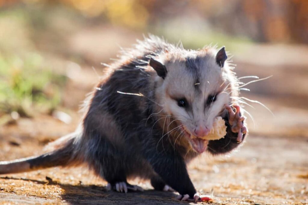 How Big Do Opossums Get: Opossum Sizes Unveiled