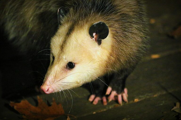 What sounds do opossums make: Exploring Opossum Sounds