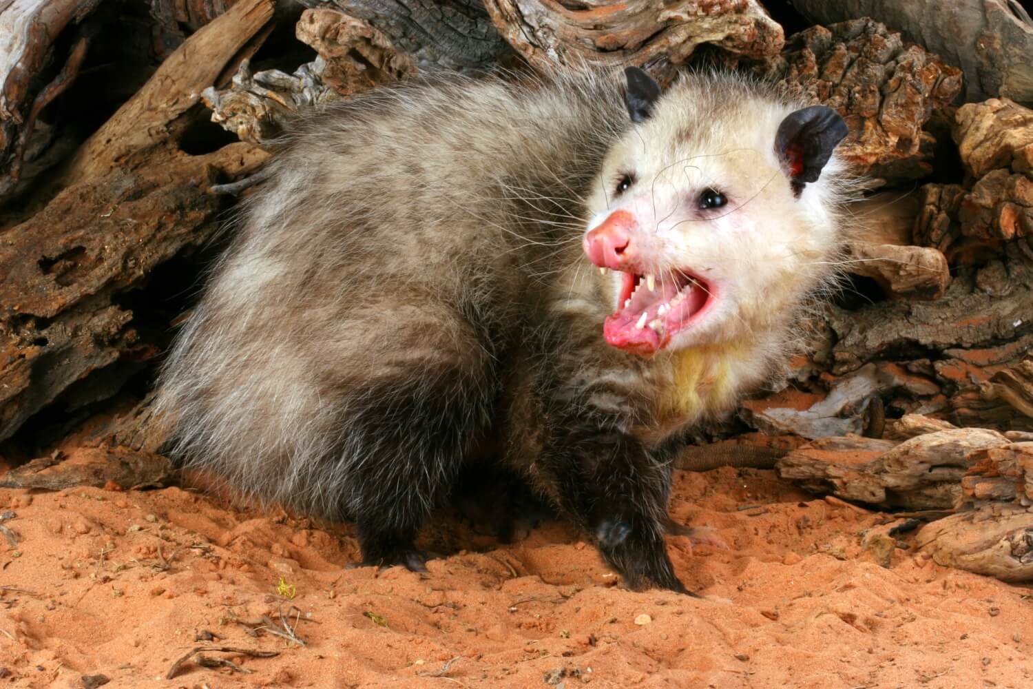 Where Do Opossums Live? [Nests, Habitat & Geography]