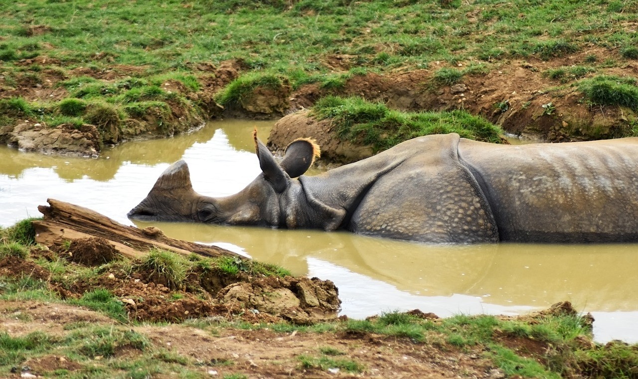 Poaching in the 21st Century: How Technology Is Being Used to Protect ...