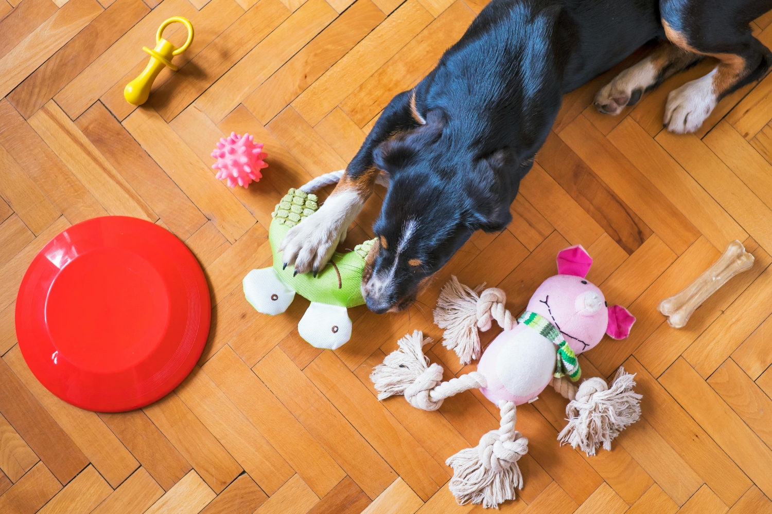 The Evolution of Dog Toys: From Traditional to Modern Materials