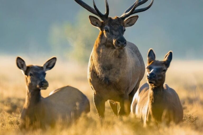 Top 10 Game Animals to Hunt in North America - And How to Do It Right